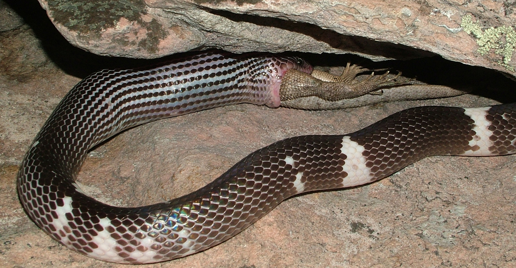 Pesquisador da UFPB participa de estudo internacional sobre evolução de ...